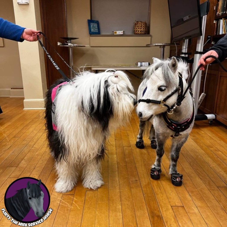 Why choose a service horse instead of a service dog? – Cheval ...